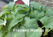 Fransen Hostas, gardening hosta plants perennial nursery